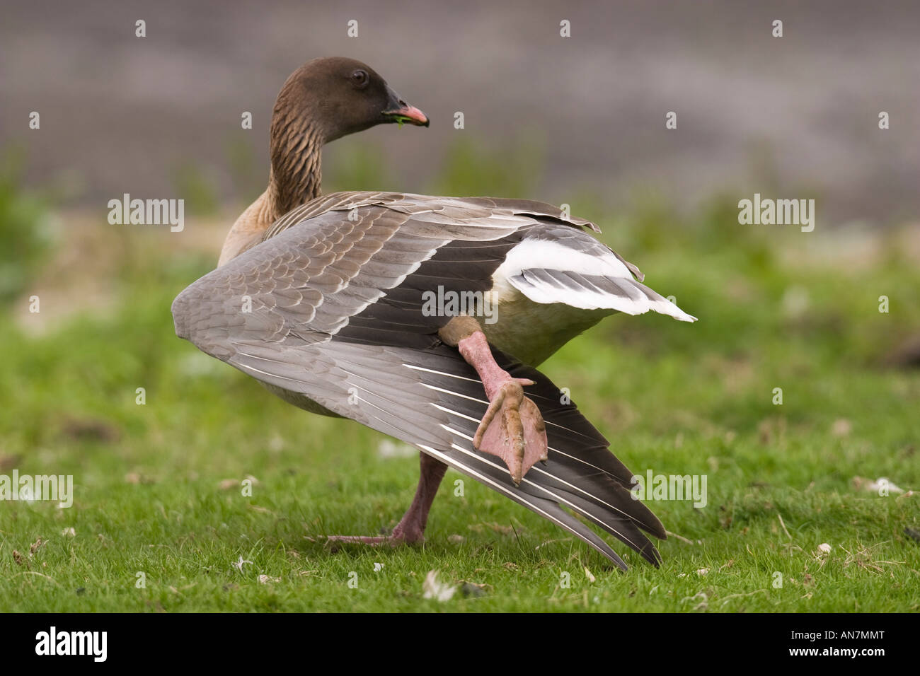 Pink-footed Goose (Anser brachyrhynchus) stretching its wing Stock ...