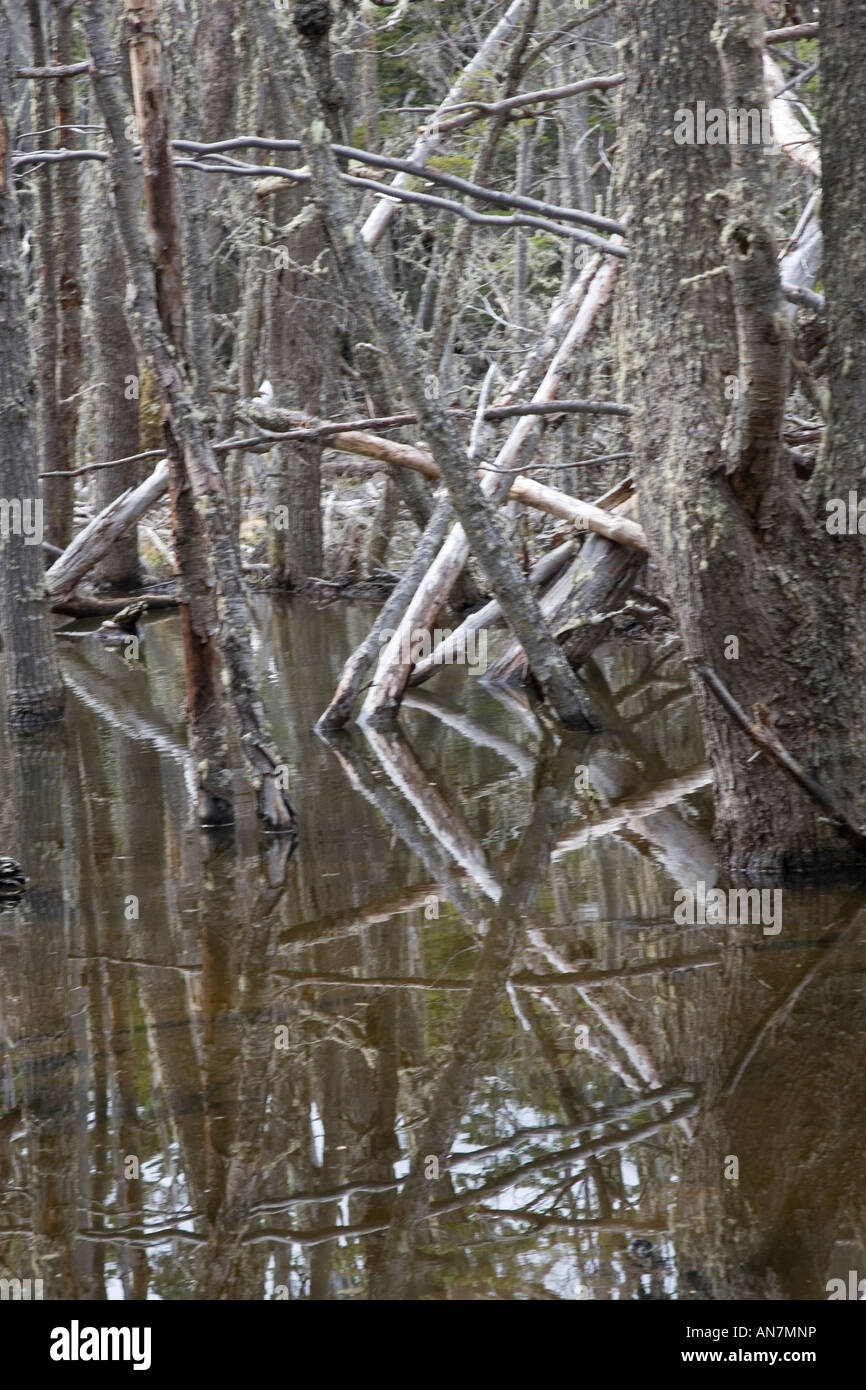 Destruction by Beavers to Trees Stock Photo - Alamy