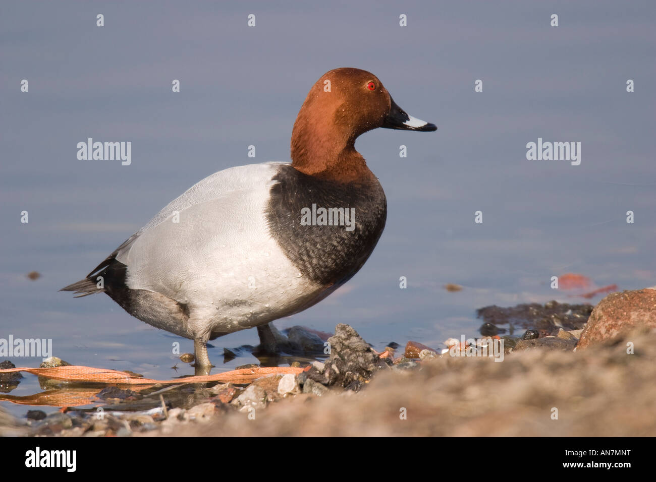 Pochard duck standing hi-res stock photography and images - Alamy