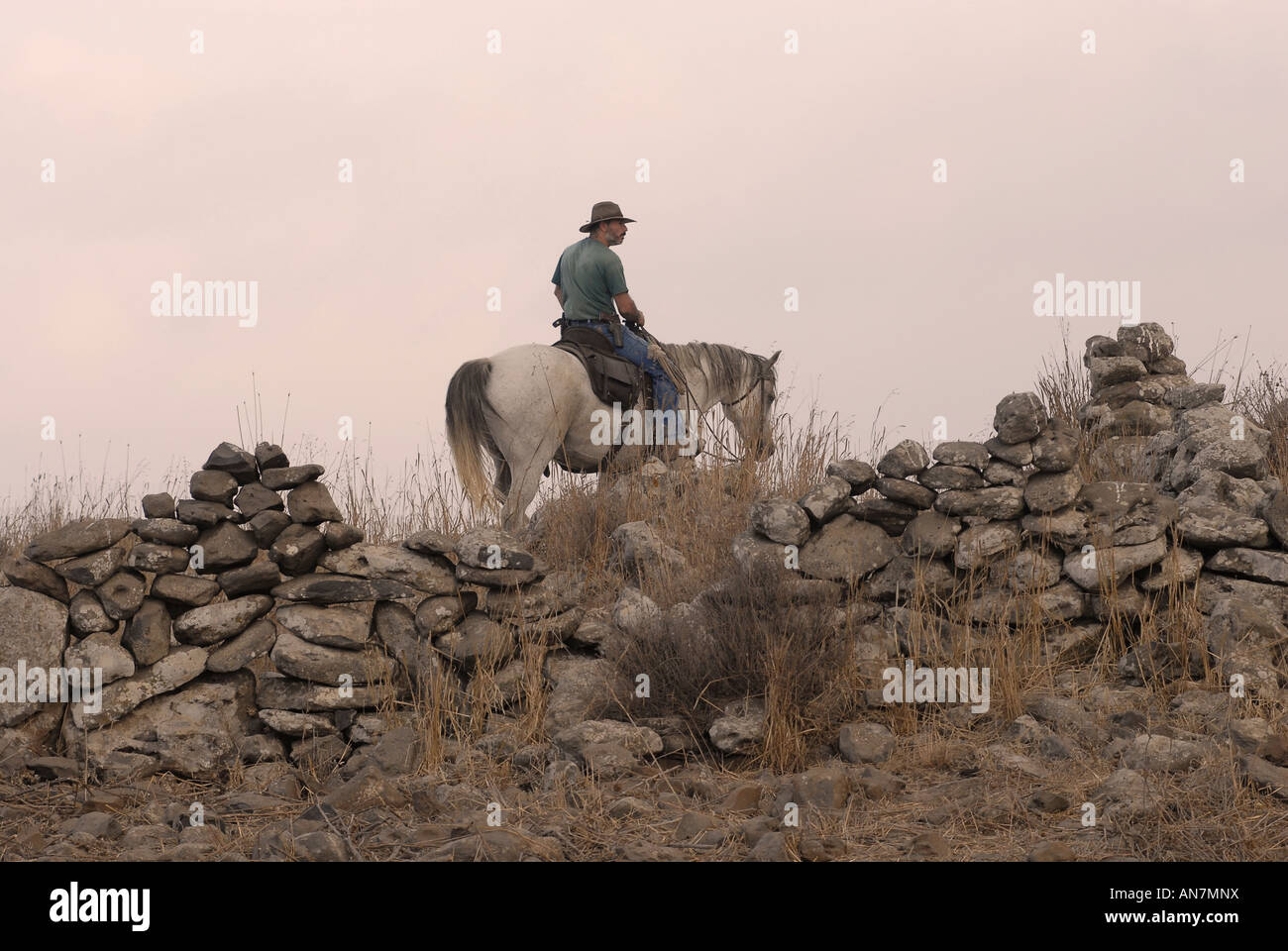 An Israeli cattle herder mounted on a horse in the Golan heights ...
