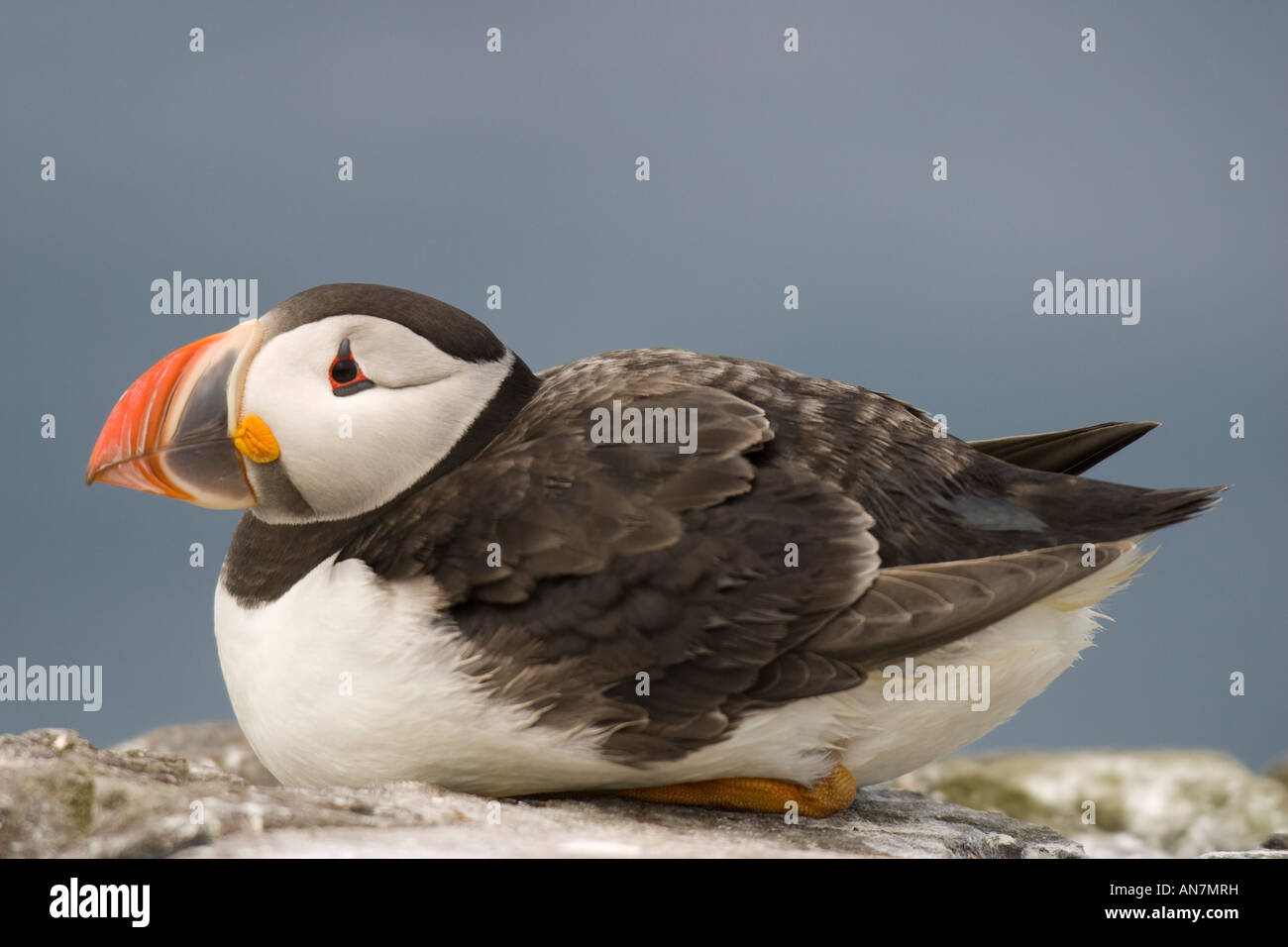 Atlantic Puffin (Fratercula arctica) sitting on a cliff-face Stock ...