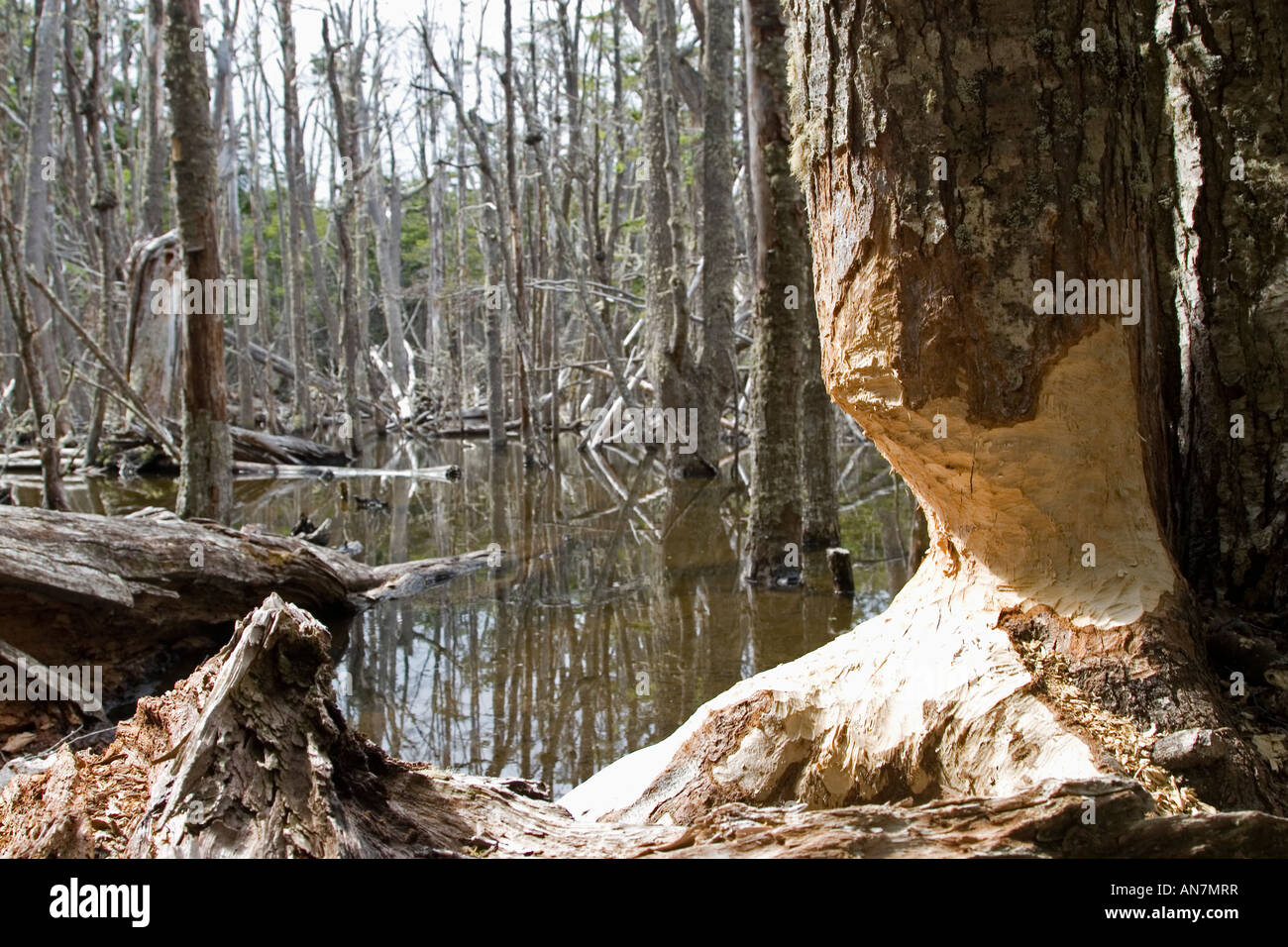 Beavers damage hi-res stock photography and images - Alamy