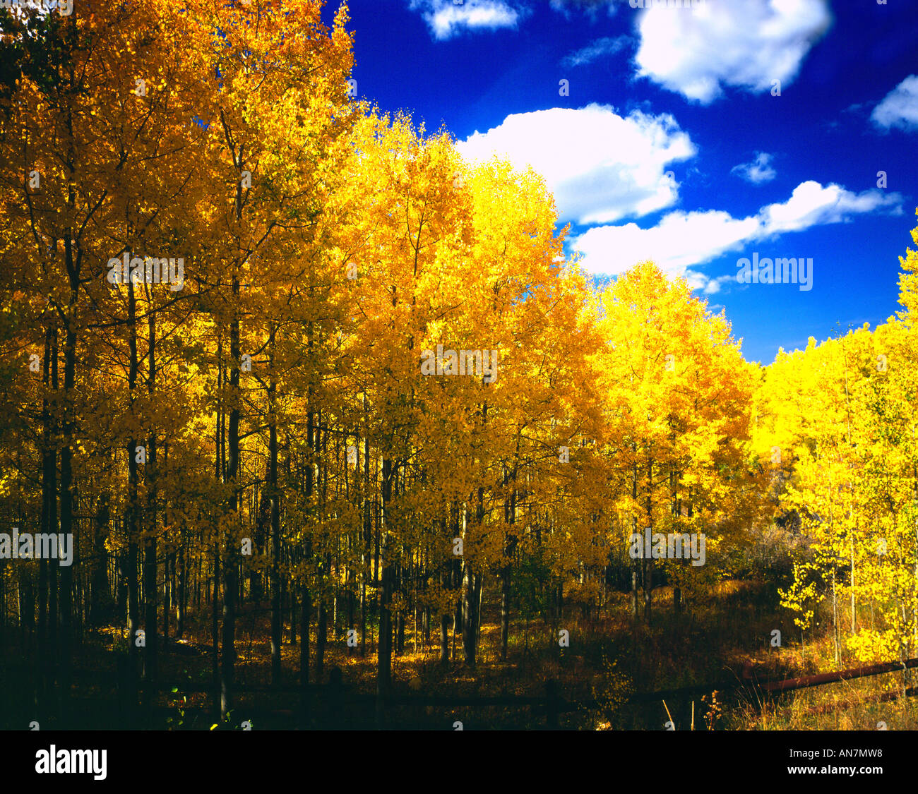 Aspen trees turn golden with the September and October seasonal changes ...