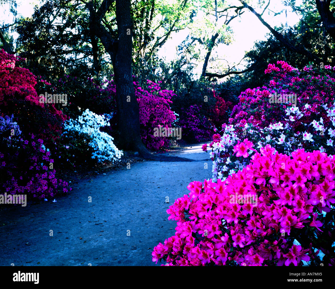 Azalea trails hi-res stock photography and images - Alamy