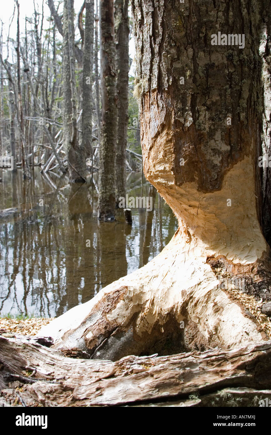 Beavers damage hi-res stock photography and images - Alamy