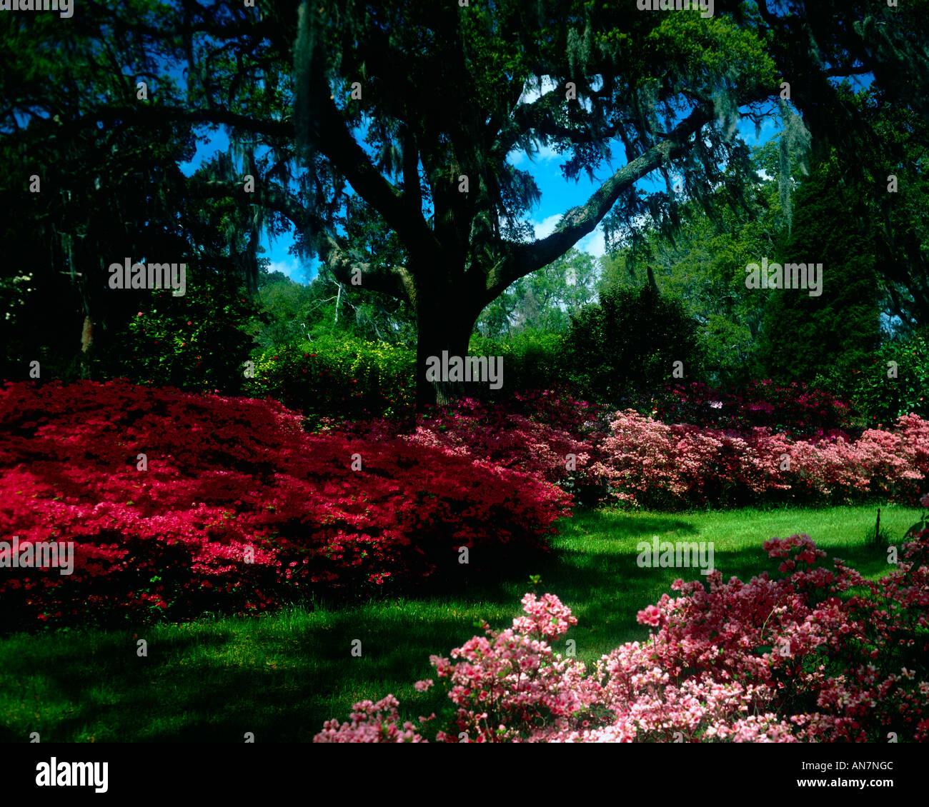 Azaleas bloom in profusion at Orton Plantation grounds near Wilmington ...