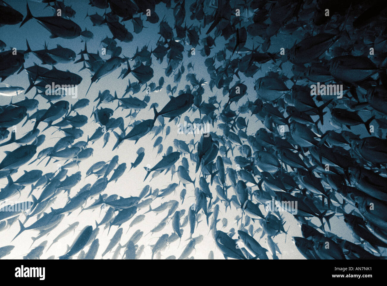 rear view of school of jack fish separating Stock Photo - Alamy