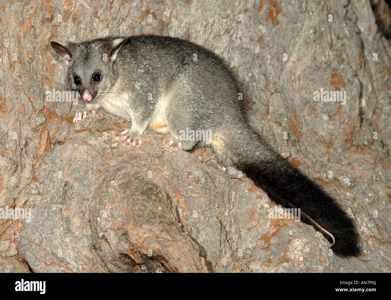 A Brushtail Possum Stock Photo - Alamy
