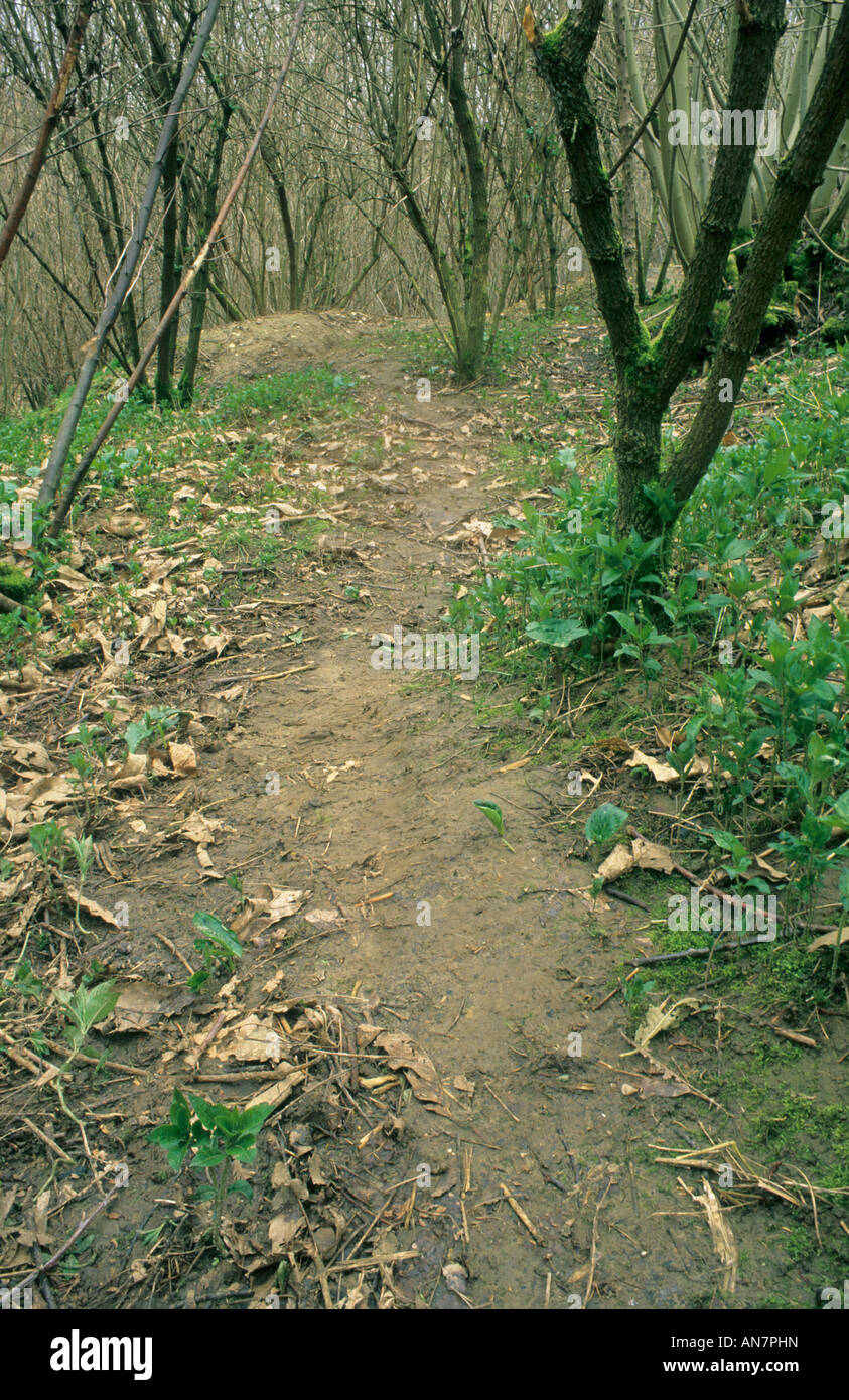 Eurasian badger path Kent England Stock Photo - Alamy