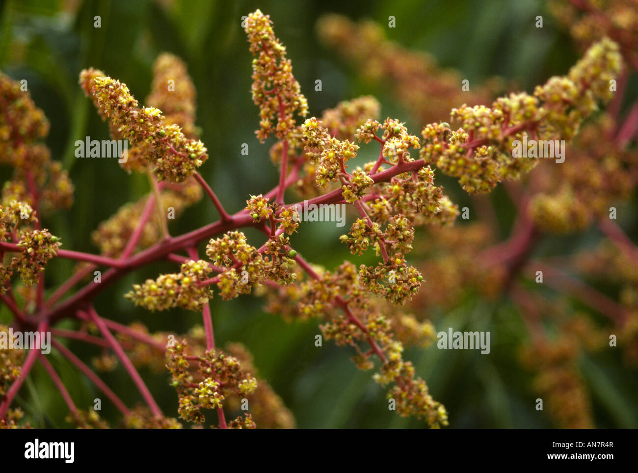 Mango buds hi-res stock photography and images - Alamy