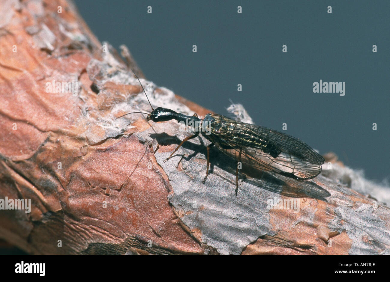 Snake flies hi-res stock photography and images - Alamy