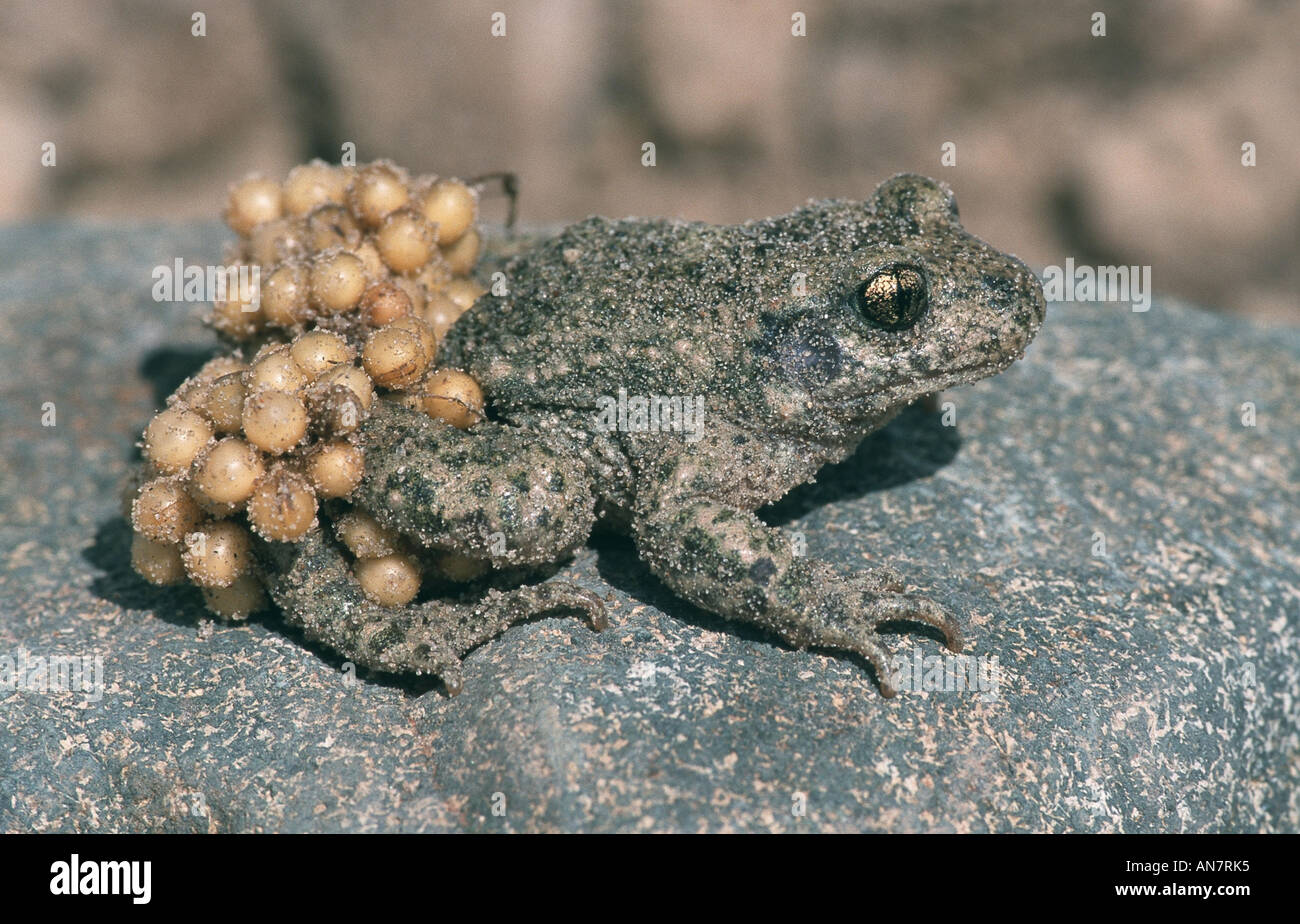 midwife toad (Alytes obstetricans), male carrying eggs, Germany Stock ...