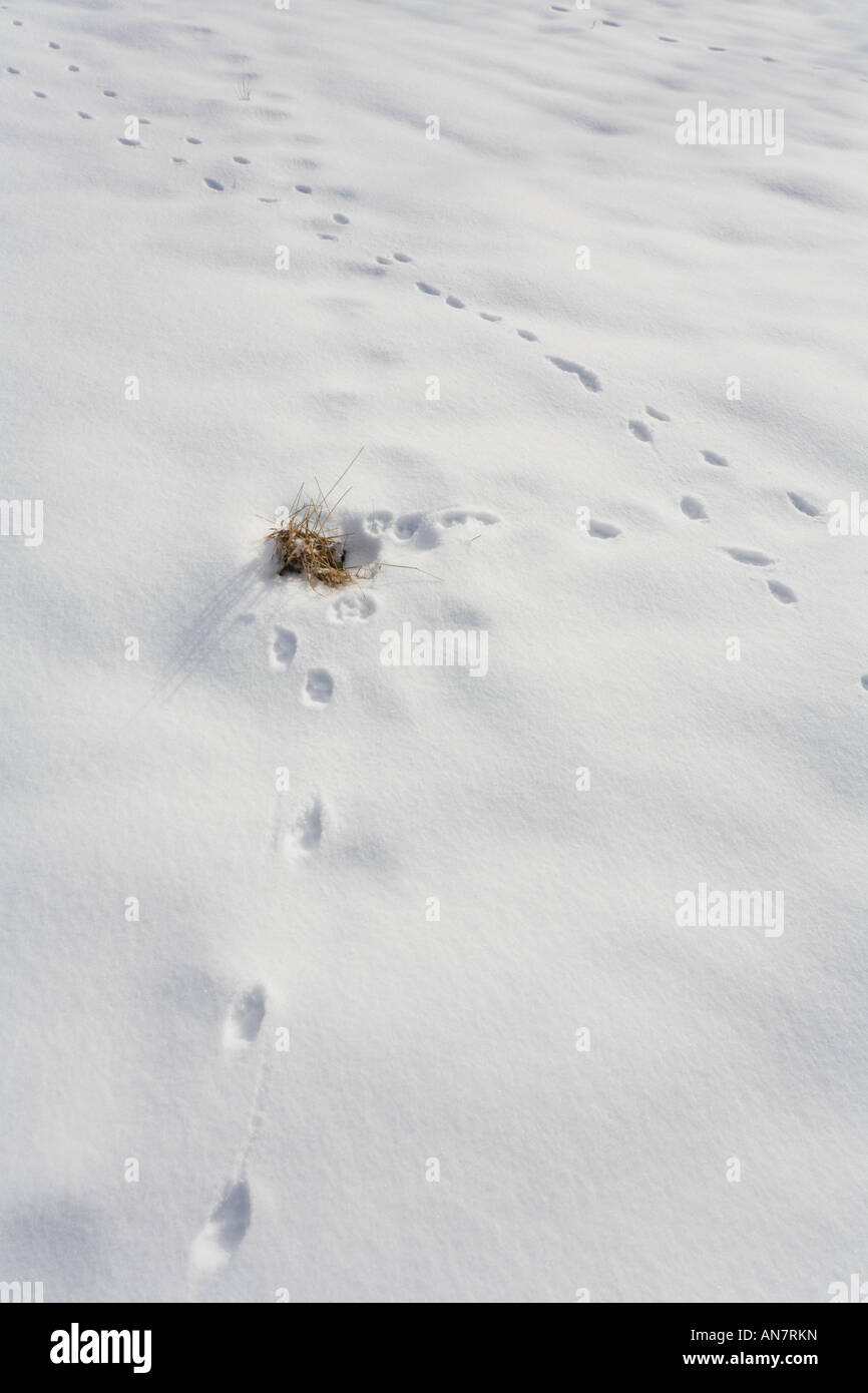 Trailing feet hi-res stock photography and images - Alamy