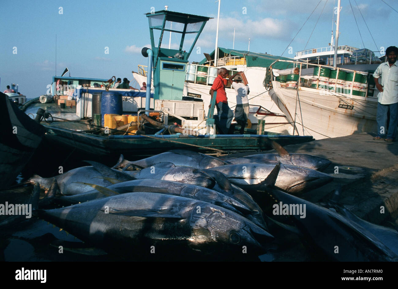 tuna (Thunnus spec.), fish market, Maldives, Male Stock Photo - Alamy