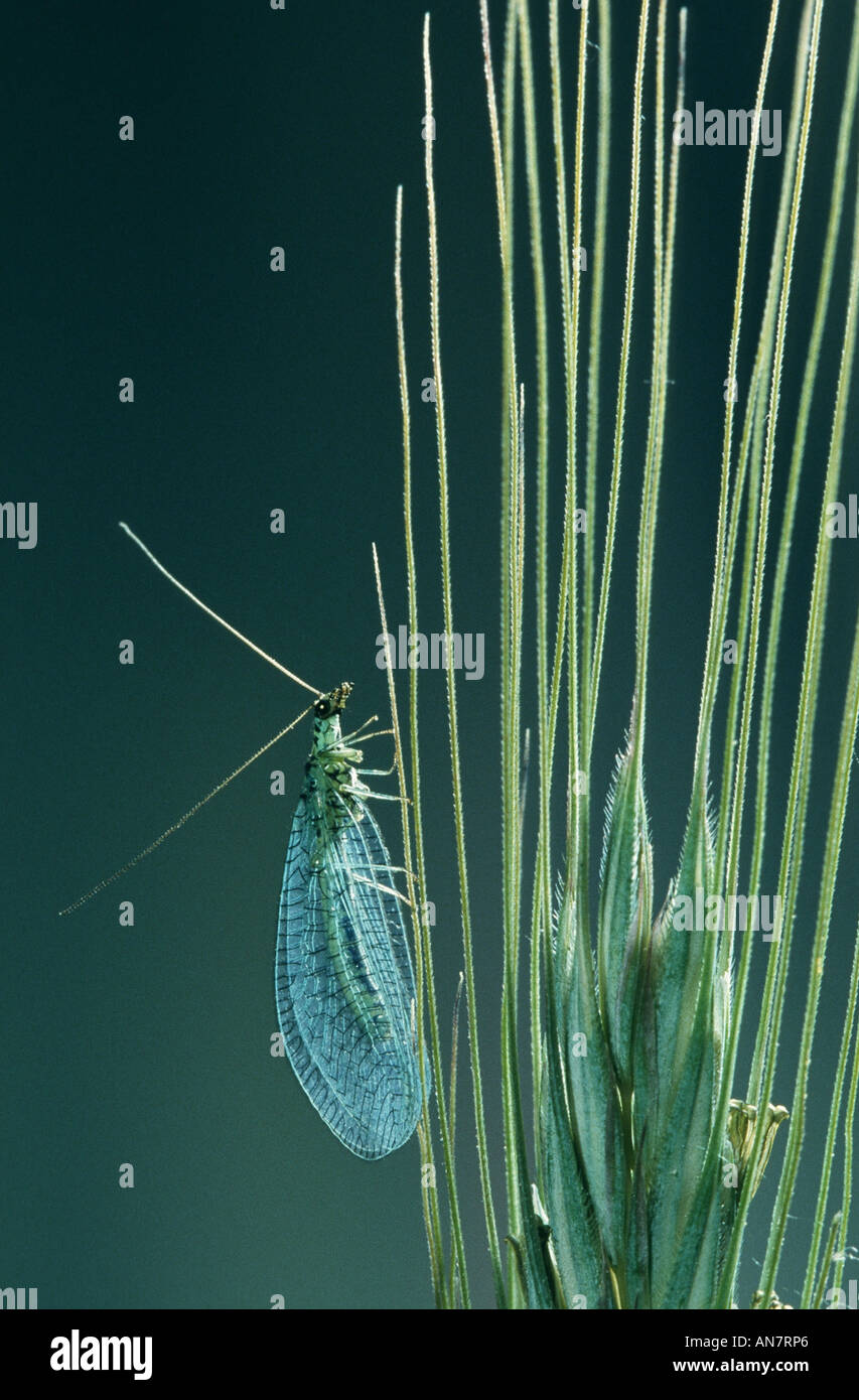 pearly green lacewing (Chrysopa perla), Belgium Stock Photo - Alamy