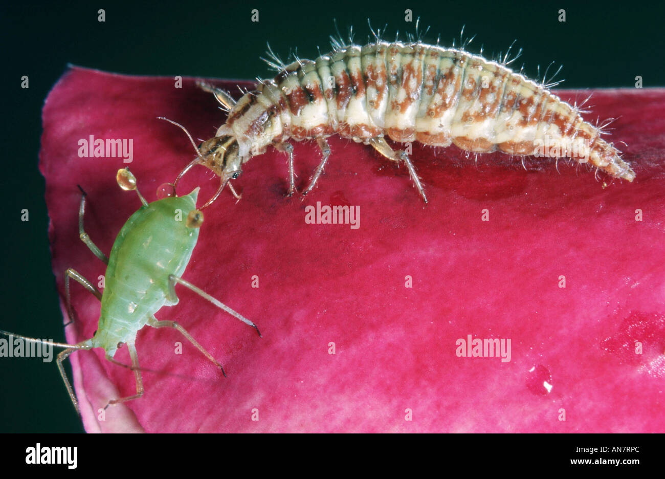 pearly green lacewing (Chrysopa perla), larva feeding a greenfly ...