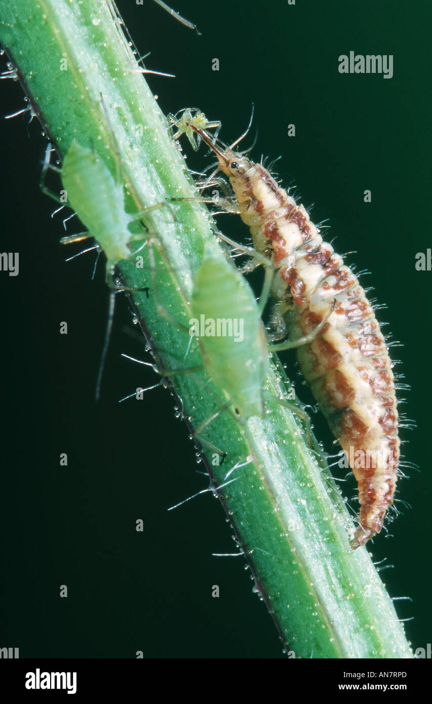 Chrysopa larvae hi-res stock photography and images - Alamy