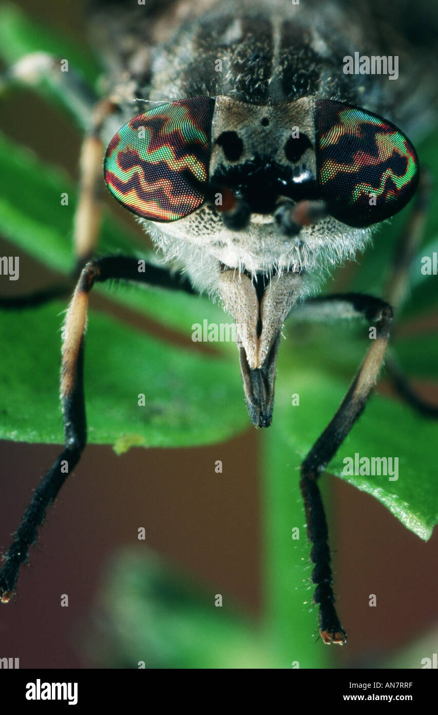 Sense organs of diptera hi-res stock photography and images - Alamy
