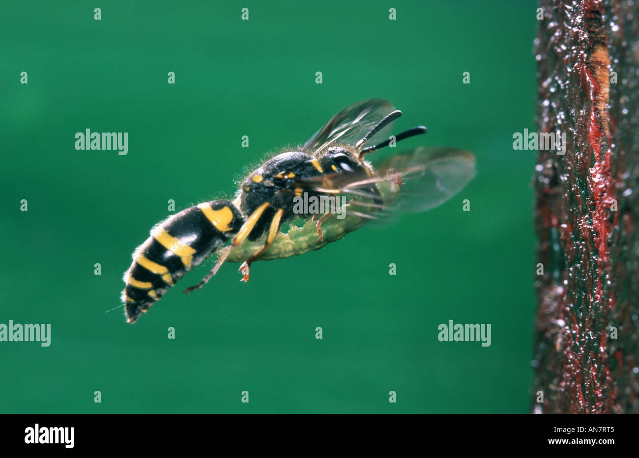 potter wasp (Ancistrocerus nigricornis), carrying captured prey ...