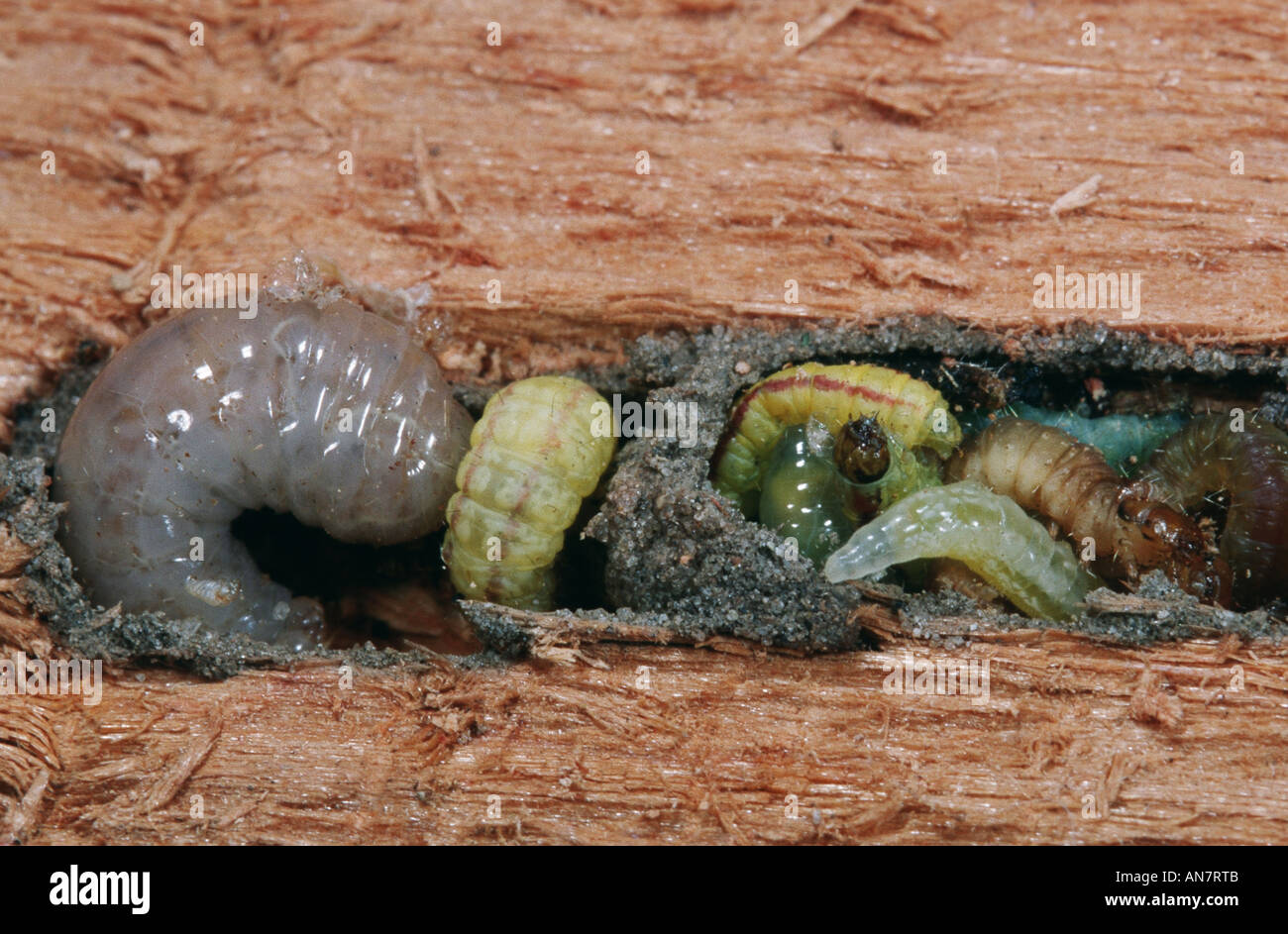 Cross section wasp nest hi-res stock photography and images - Alamy