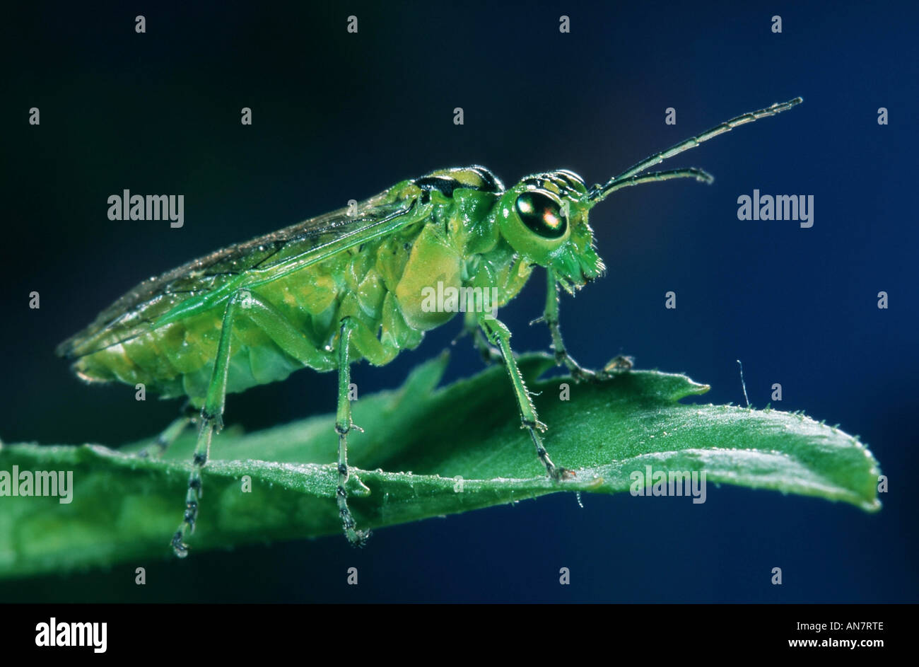 Rhodogaster viridis hi-res stock photography and images - Alamy