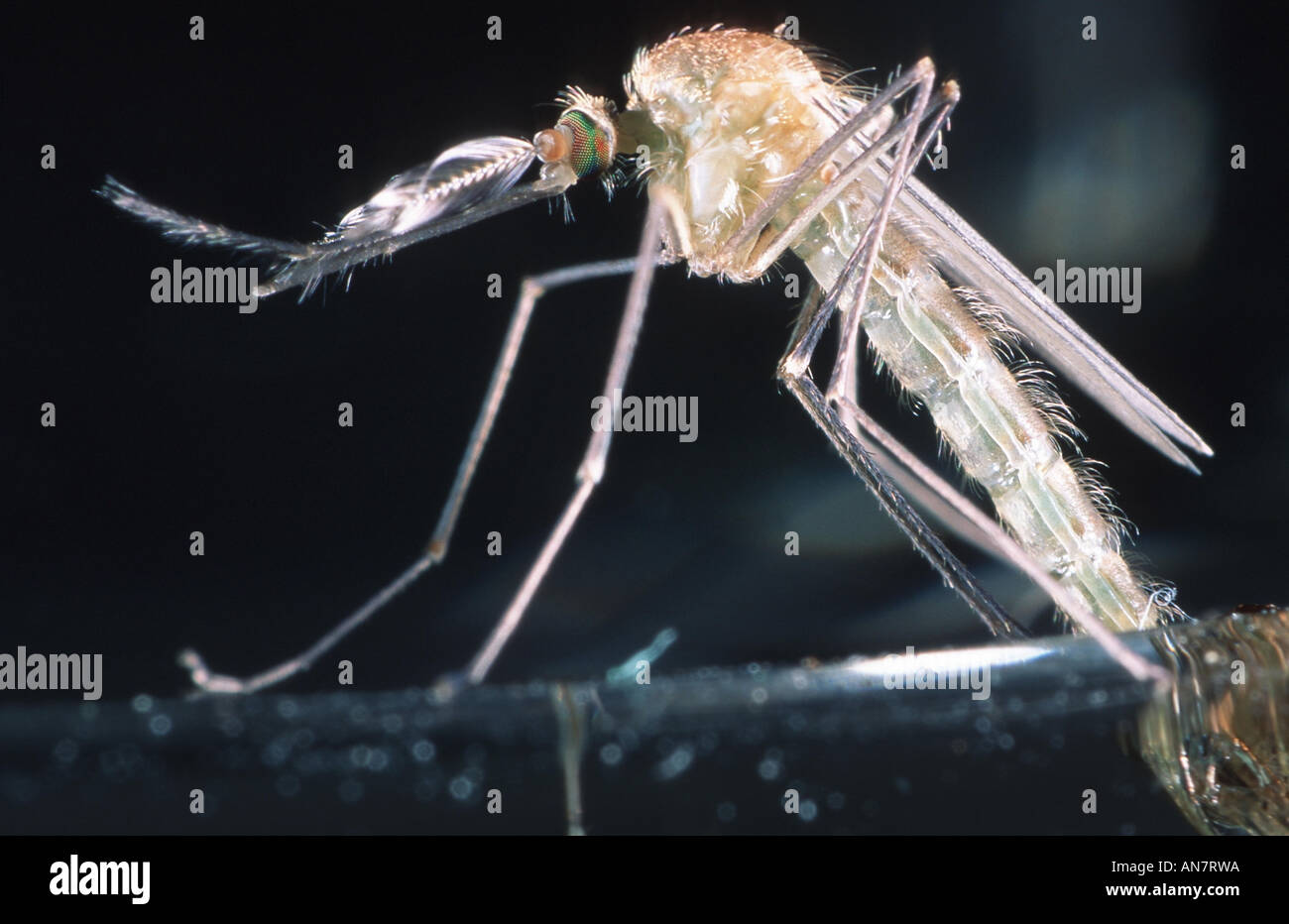 house mosquito, northern common house mosquito, common gnat, house gnat ...