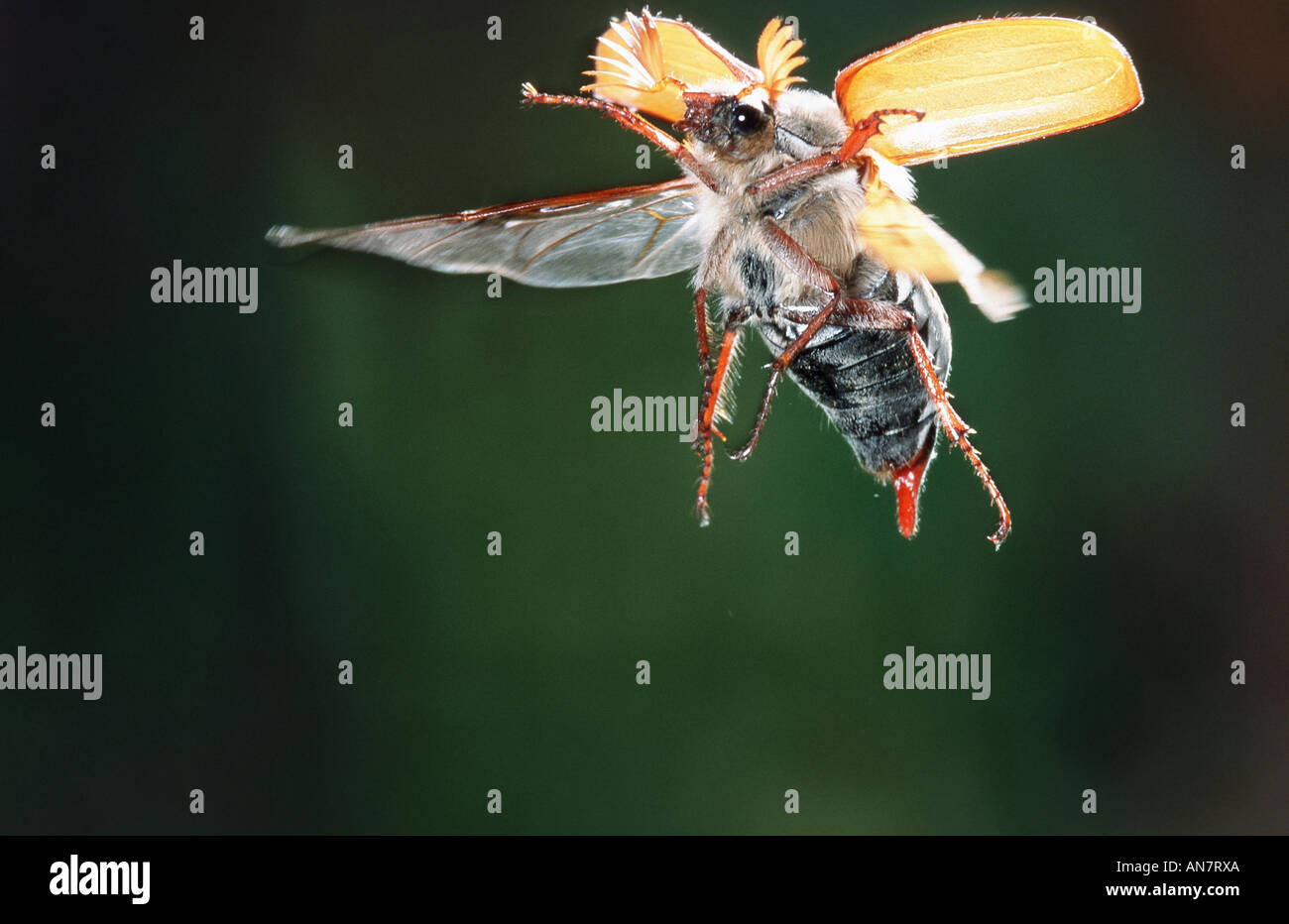 common cockchafer, maybug (Melolontha melolontha), flying, Belgium ...
