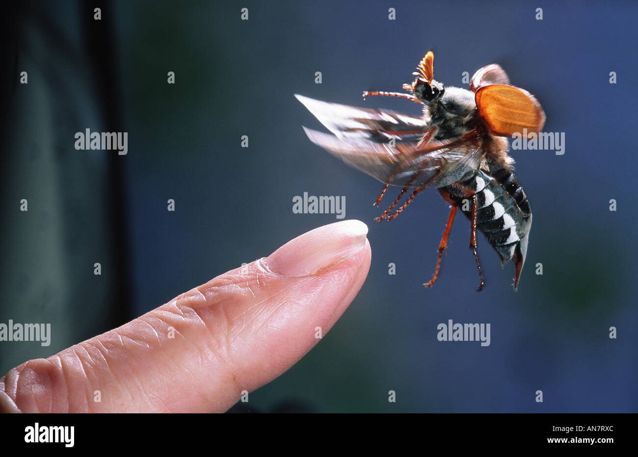 common cockchafer, maybug (Melolontha melolontha), flying, Belgium ...