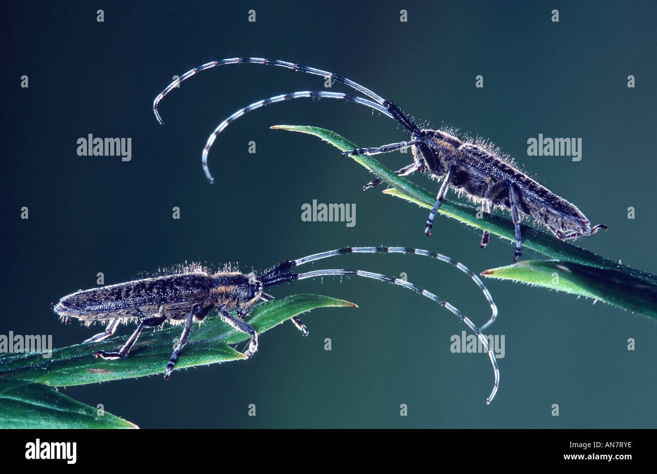 large poplar borer, large willow borer, poplar longhorn, large poplar ...