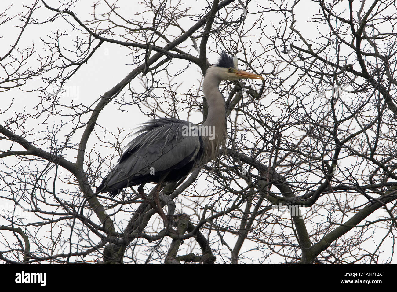 Grey Heron perched in tree Stock Photo - Alamy