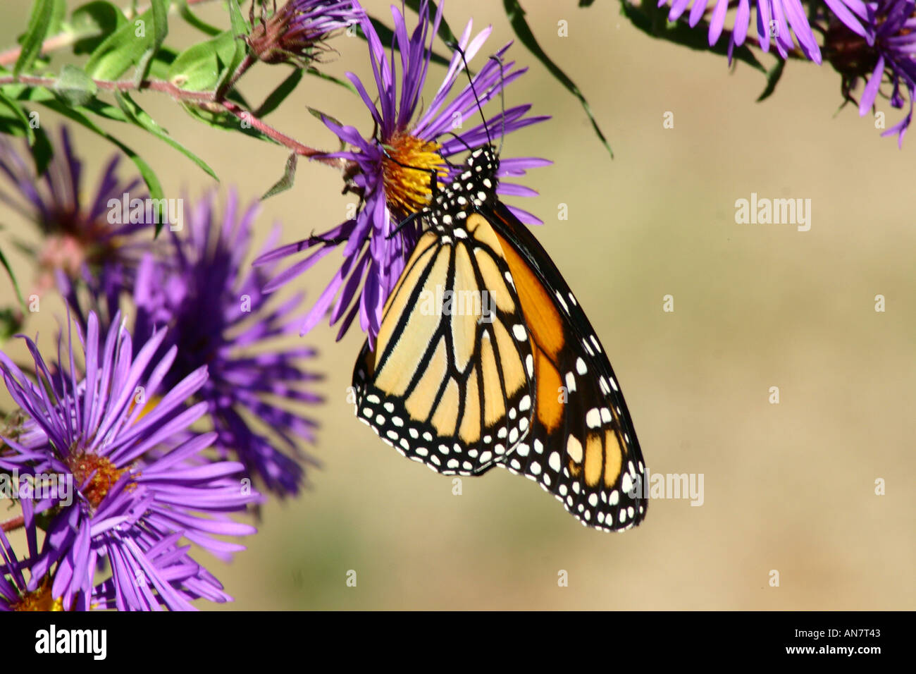 Monarch butterfly feeding Stock Photo - Alamy