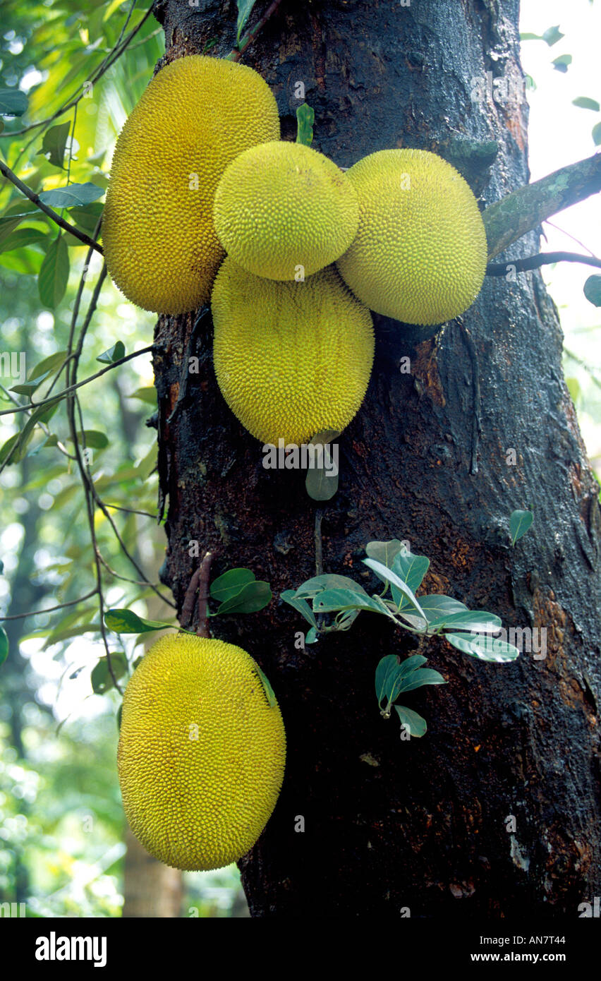 Jackfruit (Artocarpus hetorophyllus) is the largest tree bourne fruit ...