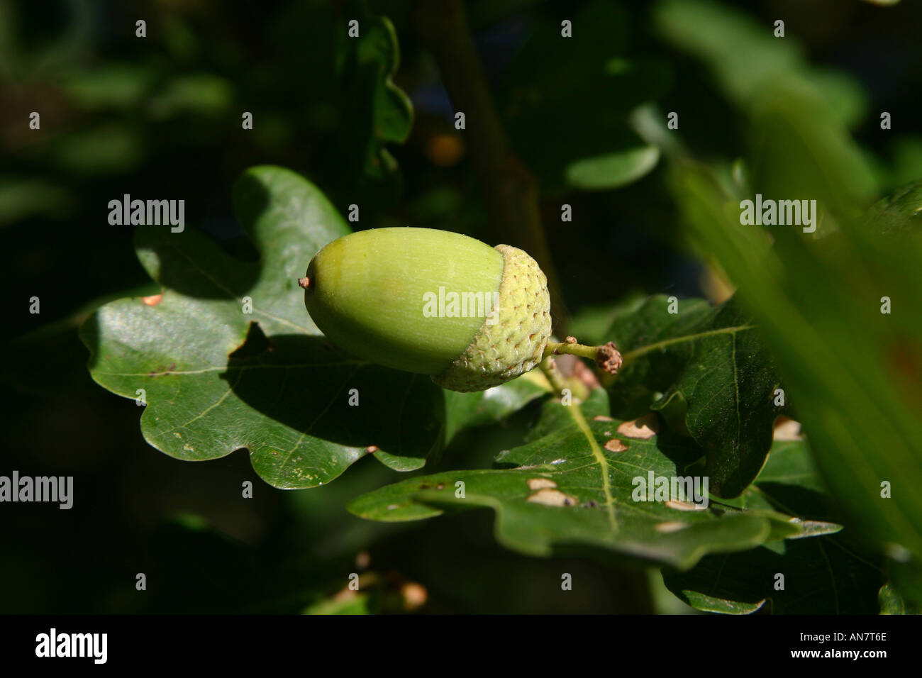 Green acorn on oak tree in October Stock Photo - Alamy