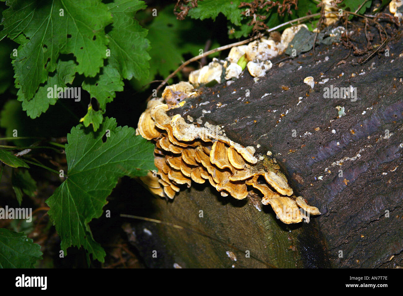 Bracket type fungus on tree Stock Photo - Alamy