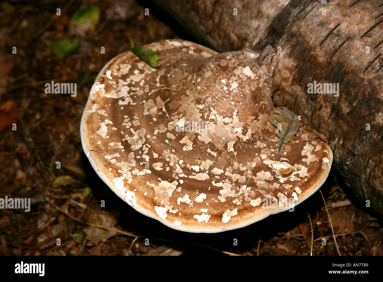 Bracket type fungus on tree Stock Photo - Alamy