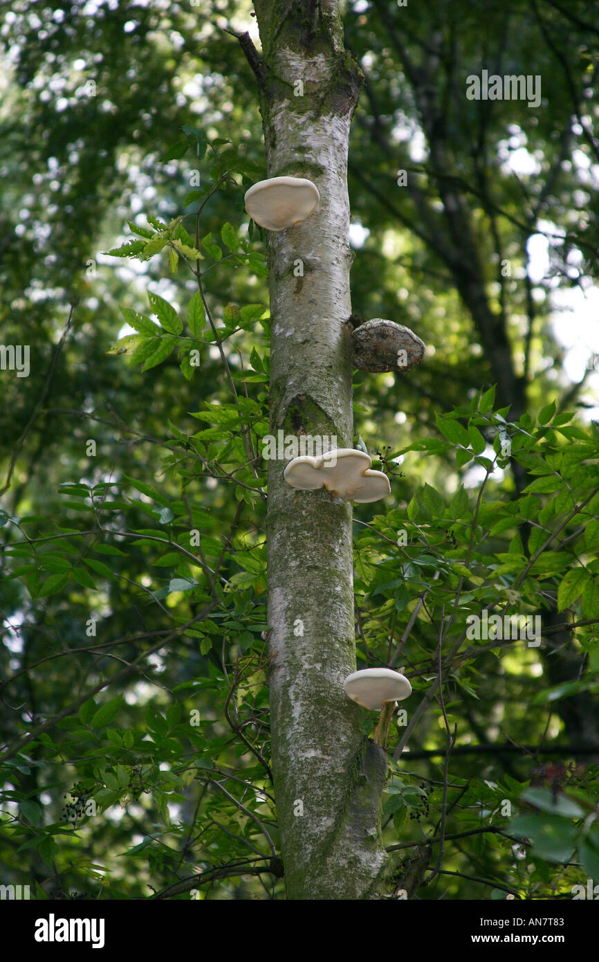 Bracket type fungus on tree Stock Photo - Alamy