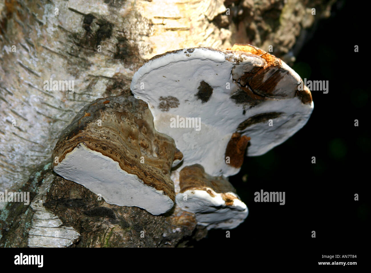 Bracket type fungus on tree Stock Photo - Alamy