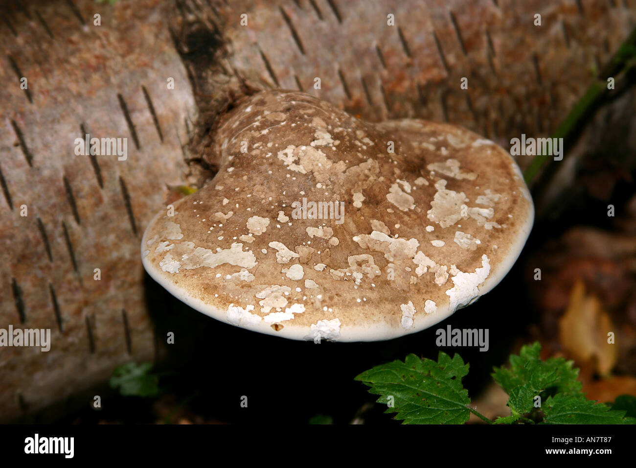 Type of bracket fungus hi-res stock photography and images - Alamy