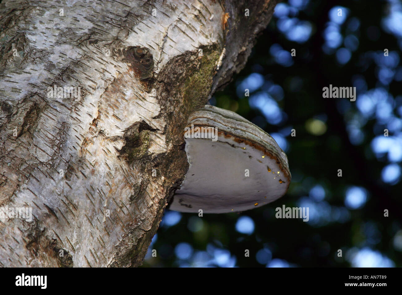 Bracket type fungus on tree Stock Photo - Alamy