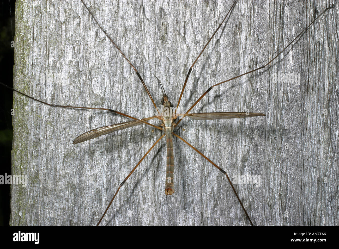 Crane fly larvae hi-res stock photography and images - Alamy