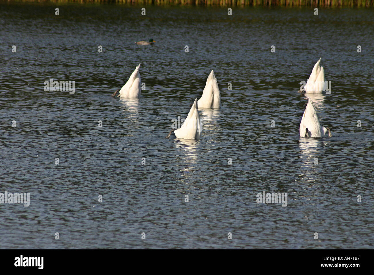 Group of Mute Swans bottom up feeding in shallow water at Hornsea Mere ...