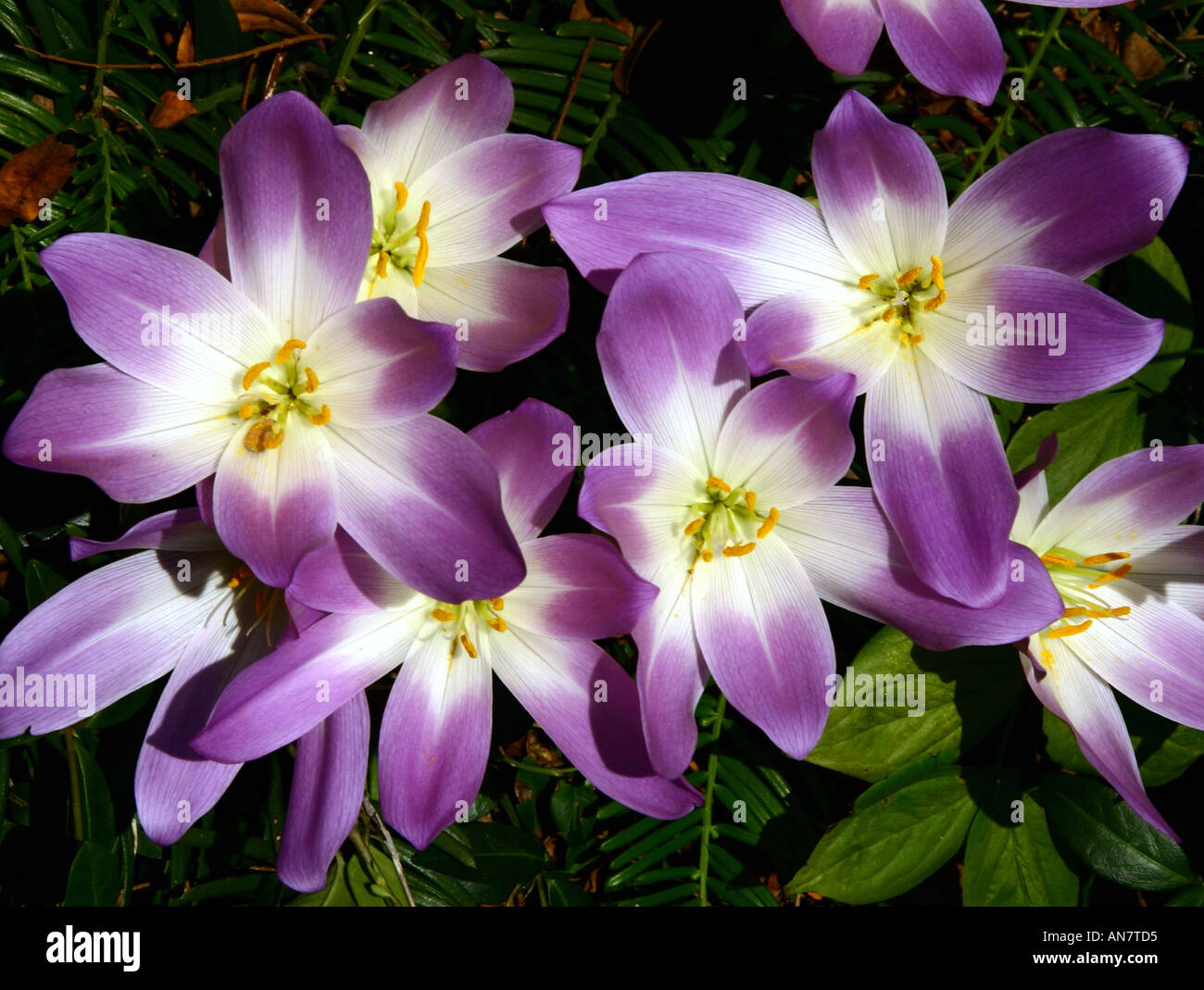 Purple tipped flowers hi-res stock photography and images - Alamy