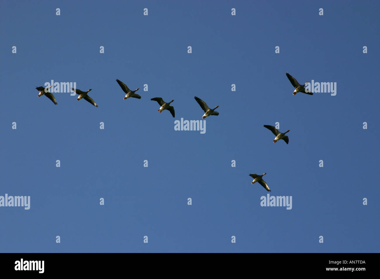 Flight of Geese in V formation Stock Photo - Alamy