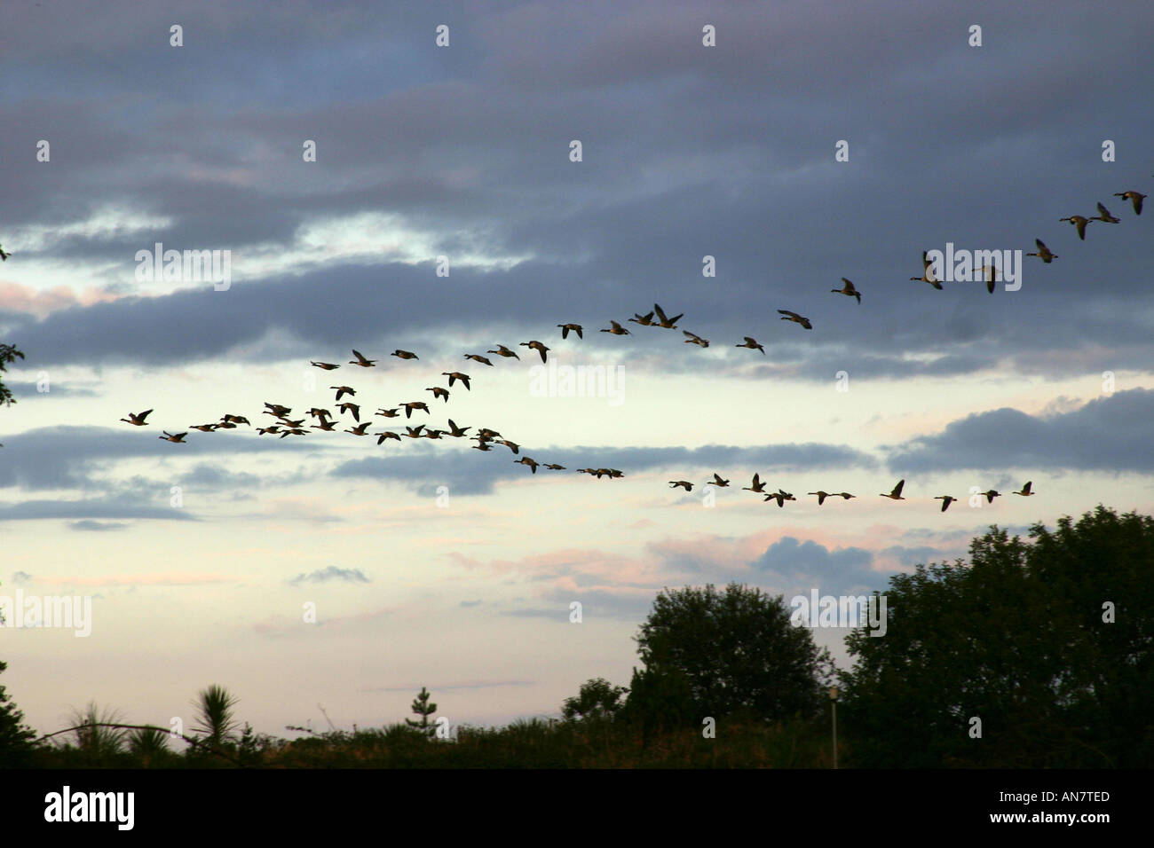 Flight v hi-res stock photography and images - Alamy