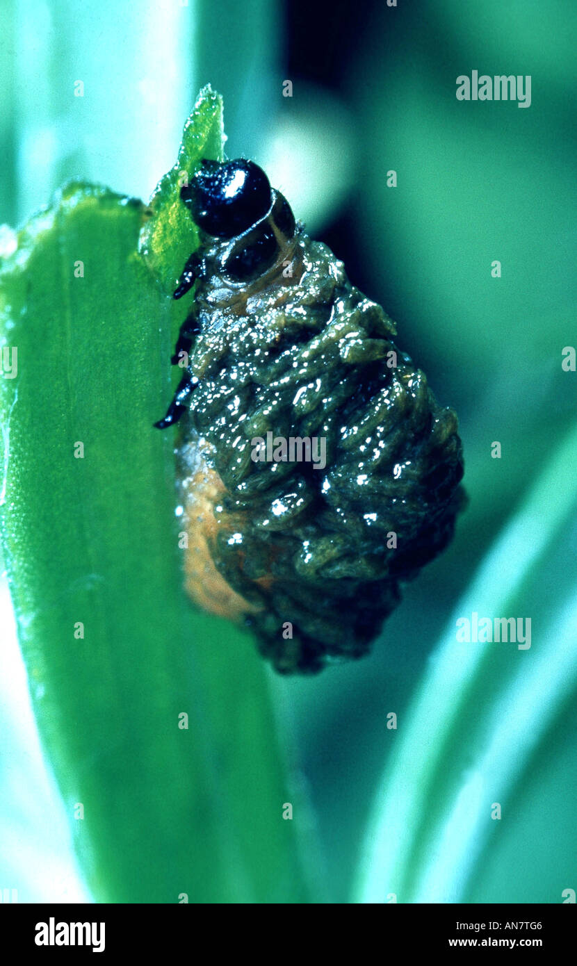 Lily beetle larvae hi-res stock photography and images - Alamy
