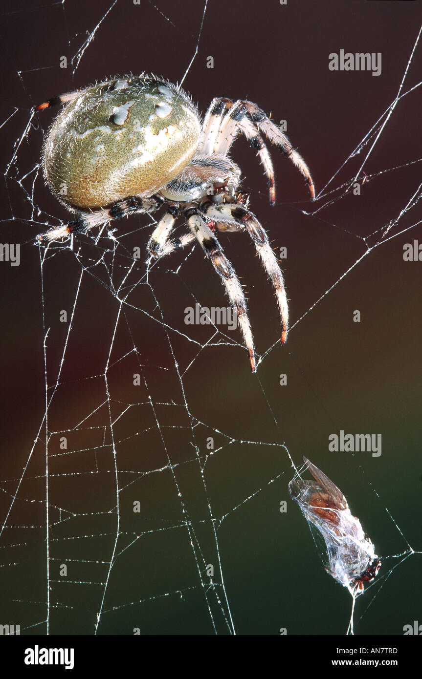cross orbweaver, European garden spider, cross spider (Araneus ...