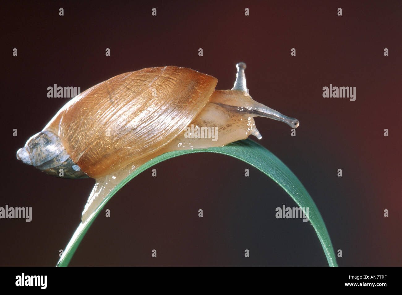 rotten amber snail, large amber snail, European ambersnail (Succinea ...