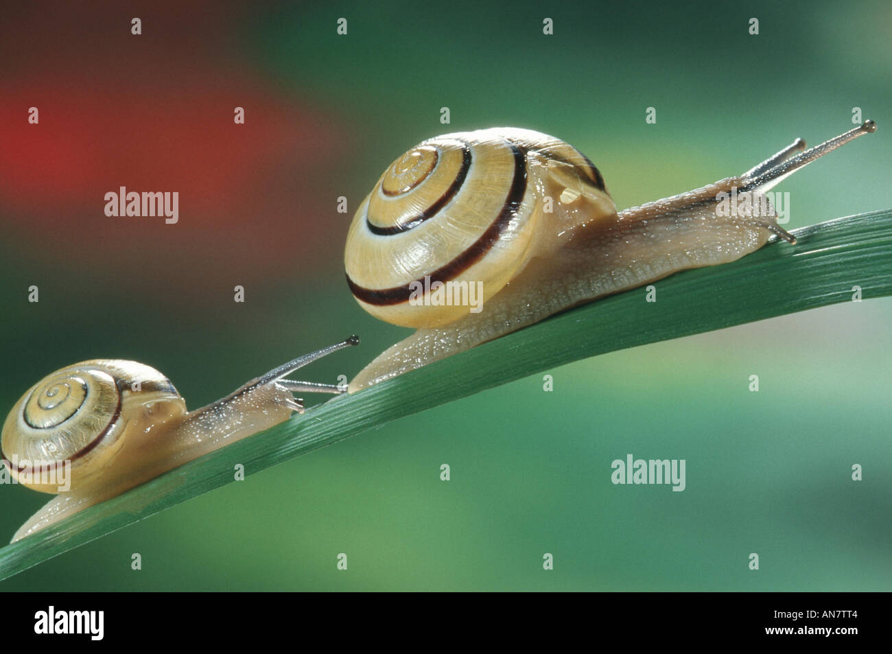 brown-lipped snail, grove snail, grovesnail, English garden snail ...