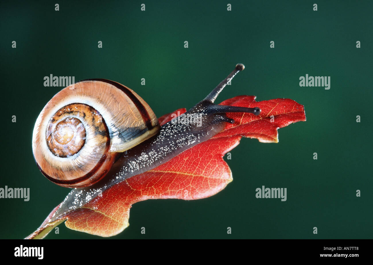 Helicidae (Helicidae), Belgium Stock Photo - Alamy