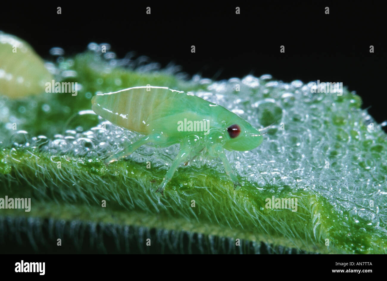 Froghopper side view hi-res stock photography and images - Alamy